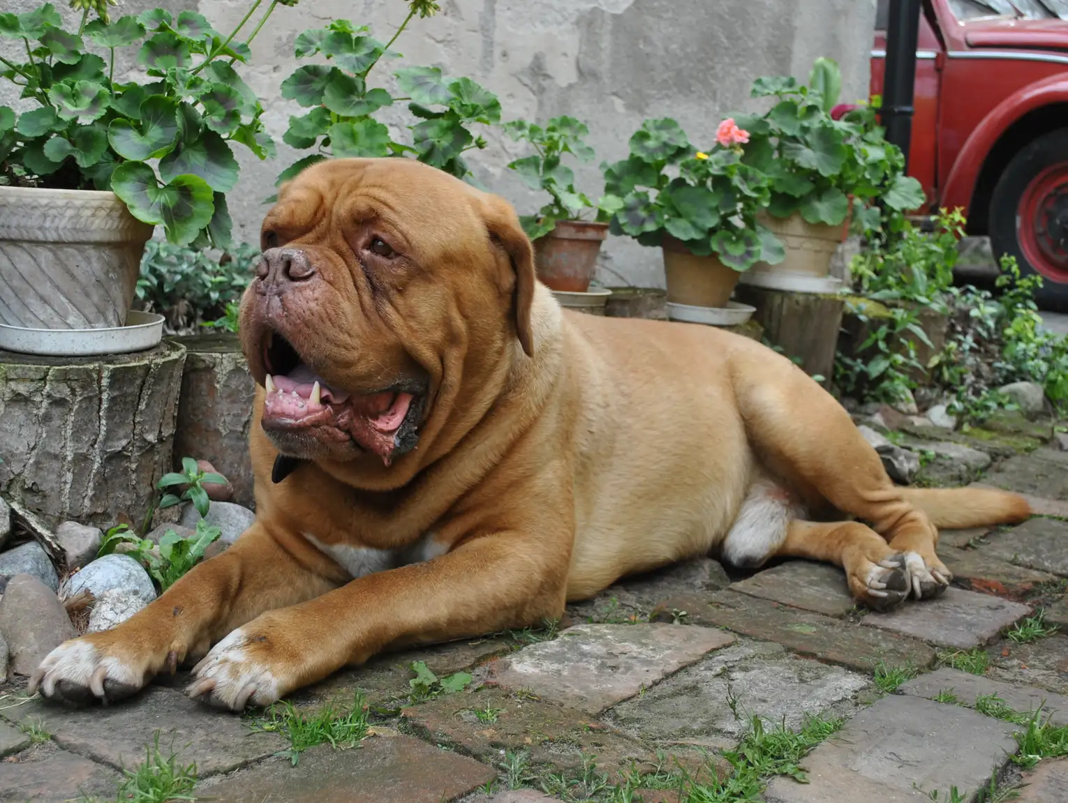 Światowy Dzień Psa 2020 HD